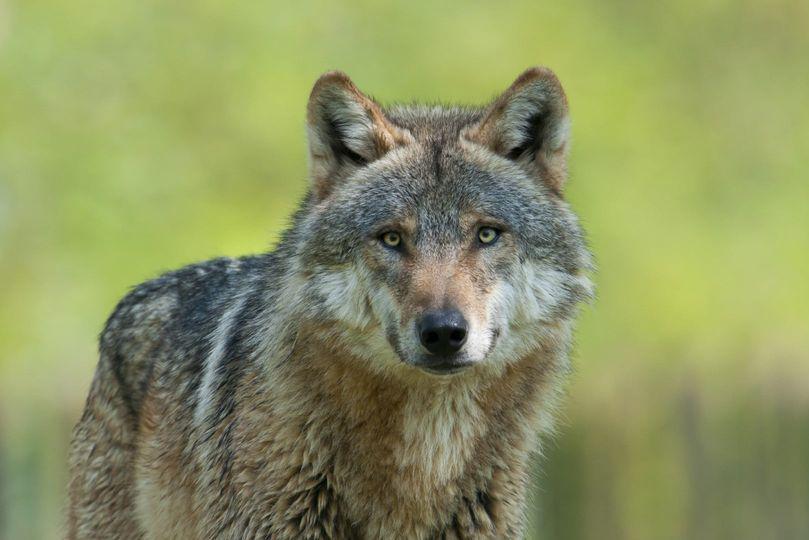 Wolf gespot in Gooreind: Lokaal bestuur brengt preventieve maatregelen nog eens onder de ...